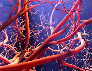 What are the Benefits of Bear Bile? 9 Common Uses - Doctor Network