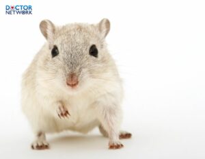 Is hamster biting harmful and how to treat bite wounds - Doctor Network