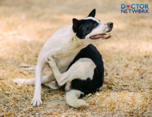 Is a Minor Dog Bite Scratch on the Leg Serious? 3 Crucial First Aid ...