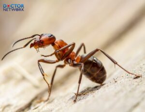 Signs of ant bites you need to know - Doctor Network