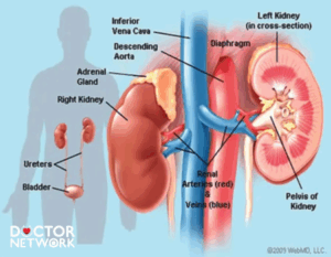 Can You Live With One Kidney: A Complete What You Need to Know - Doctor ...